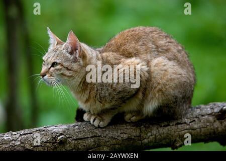 African wildcat (Felis lybica, Felis libyca, Felis silvestris lybica ...