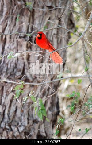 Male cardinal, Rio Grande Valley, Texas Stock Photo - Alamy