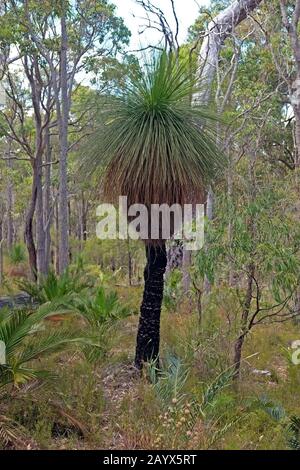 Black Boy Tree Shrub Xanthorrhoea Genus, and bushland Western Australia ...