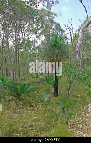 Black Boy Tree Shrub Xanthorrhoea Genus, and bushland Western Australia ...