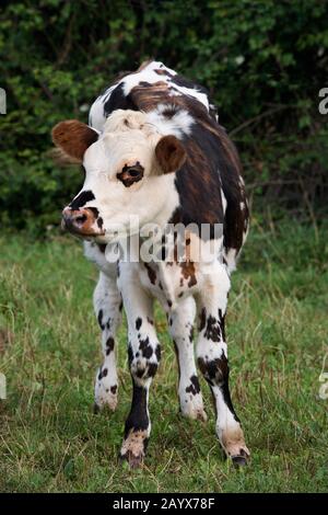 Normandy Calf, Domestic Cattle Stock Photo - Alamy