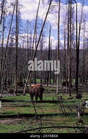 American Bison in forest in Yellowstone National Park Stock Photo - Alamy