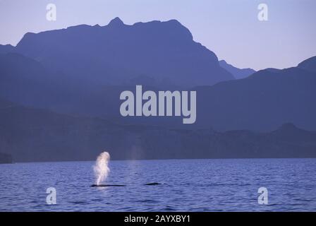 Blue Whale (Balaenoptera musculus) spouting, California Stock Photo - Alamy