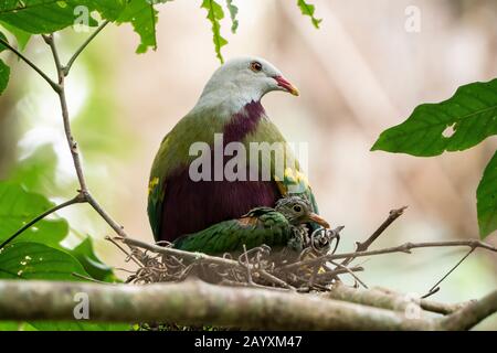 The wompoo fruit dove (Ptilinopus magnificus), also known as wompoo ...
