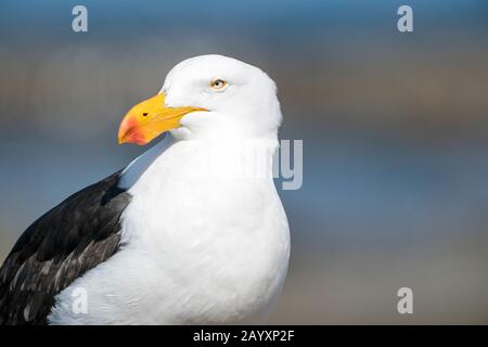 Pacific gull, Larus pacificus, close up of head of adult bird ...