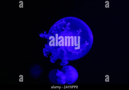 The Cannonball Jellyfish, a species of jellyfish in the family ...