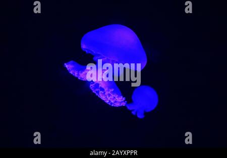 Cannonball jellyfish Stomolophus meleagris , also known as the ...