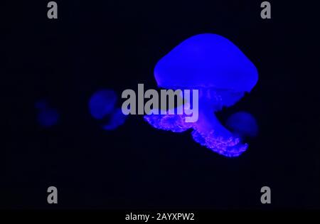 Cannonball jellyfish Stomolophus meleagris , also known as the ...