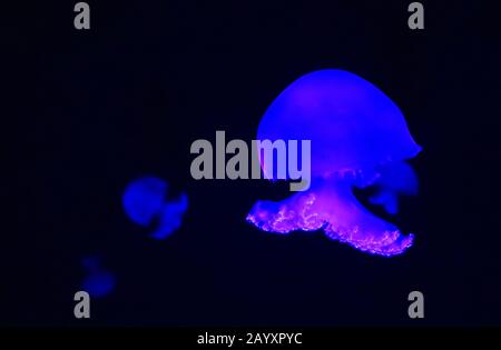 Cannonball jellyfish Stomolophus meleagris , also known as the ...