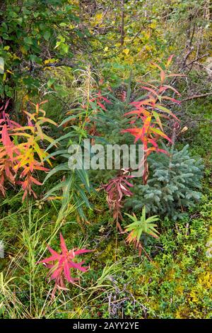 Fireweed (Epilobium angustifolium) in fall colors Stock Photo - Alamy