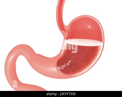 3d illustration of the human stomach doing digestion. Showing the ...