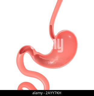3d illustration of the human stomach doing digestion. Showing the ...