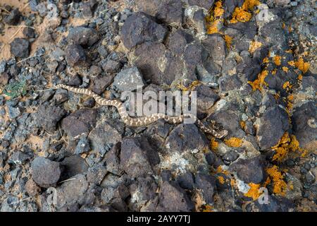 A Halys pit viper or Asian viper (Gloydius halys) in the rocks of the ...