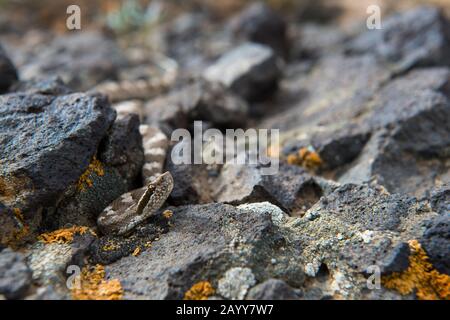 A Halys pit viper or Asian viper (Gloydius halys) in the rocks of the ...