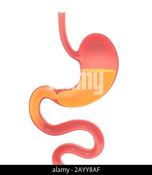 3D illustration showing the inside of the stomach doing digestion ...