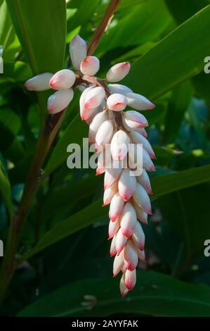 Alpinia Zerumbet commonly known as Shell Ginger on view at the ...