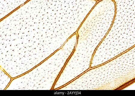 House fly (Musca domestica), wing of a house fly, microscope photo ...