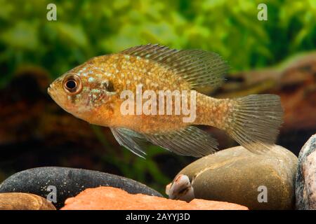 Bluespotted sunfish (Enneacanthus gloriosus), side view Stock Photo - Alamy