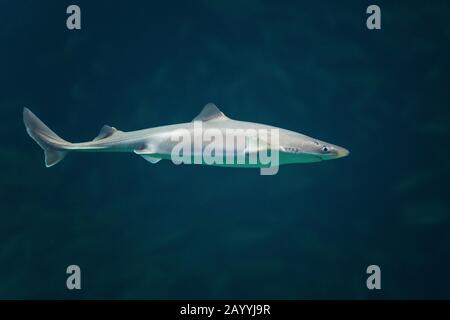 Spiny Dogfish, Piked Dogfish (Squalus acanthias), drawing Stock Photo ...