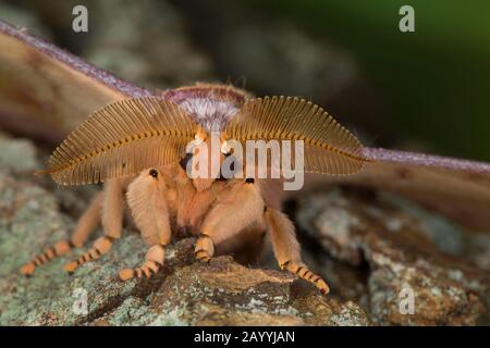 Chinese Oak Silkmoth / (Antheraea pernyi) / Chinese Oak Tussah Moth ...