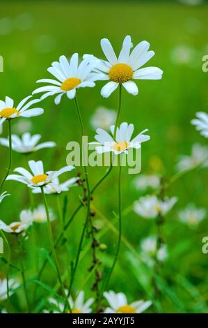 Ox-eye daisy / marguerite / dog daisy (Leucanthemum vulgare ...