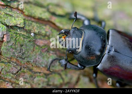Close up or portrait of a female stag beetle Stock Photo - Alamy