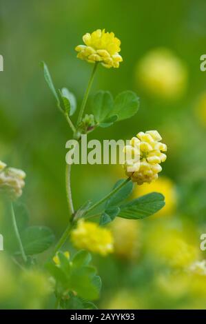 larger hop clover, low hop clover (Trifolium campestre), blooming ...