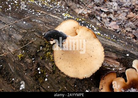 Bay Polypore Fungus, Polyporus durus, Polyporaceae. Syn. Polyporus ...