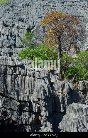 View of the bizarre limestone pinnacles known as Tsingy at Ankarana ...