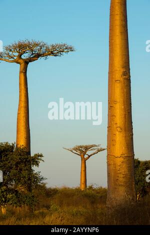 Baobab, Madagascar island, Africa Stock Photo - Alamy