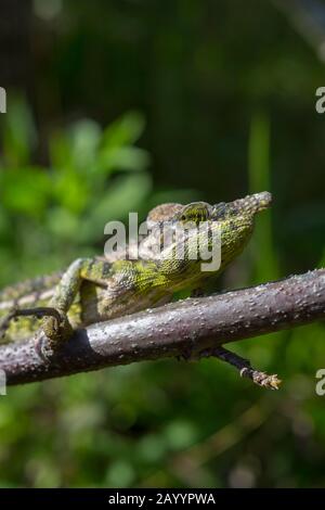 Spiny Chameleon (Furcifer verrucosus) at Mandraka Reserve near ...