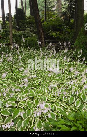 Garden border full of flowering Hosta plants, Hosta crispula / curled ...