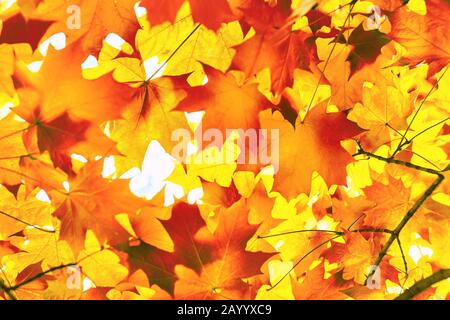 Bright red autumn sugar maple tree leaves full of rain drops Stock ...