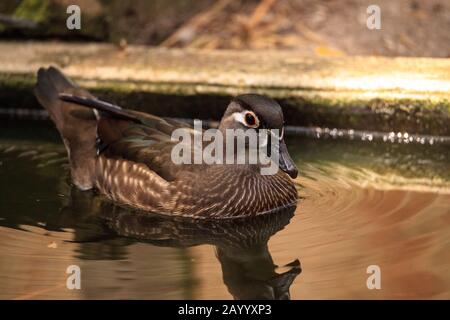 Brown female wood duck Aix sponsa in Bonita Springs, Florida Stock ...