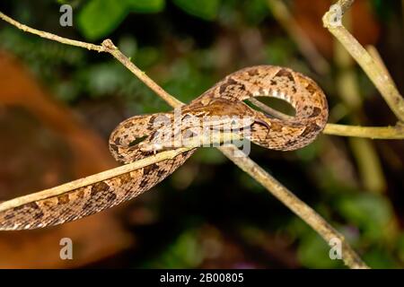 Terciopelo, Fer-de-lance, Barba amarilla (Bothrops asper, Bothrops ...