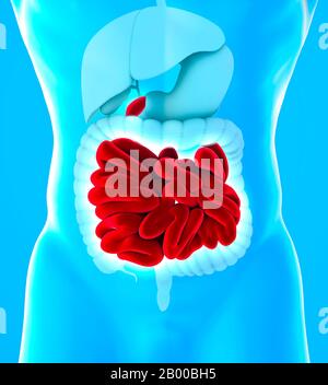 The lower digestive system and small intestine viewed within a male ...