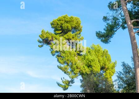 Stone pine trees, botanical name Pinus pinea, aka Italian stone pine ...