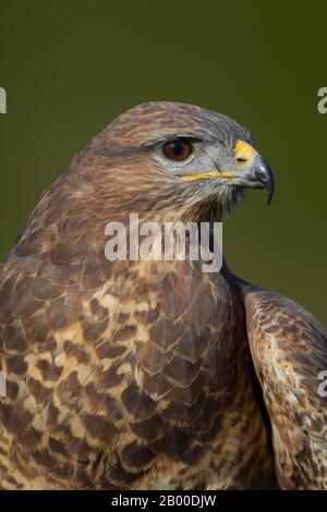 Buzzard (Buteo buteo). Portrait of adult bird in wintr Austria Stock ...