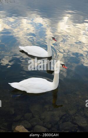 trumpet swans on the lake Stock Photo - Alamy