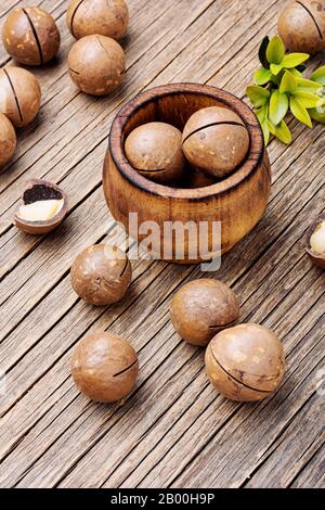macadamia in shell round nut with saw cut protein healthy food close-up ...