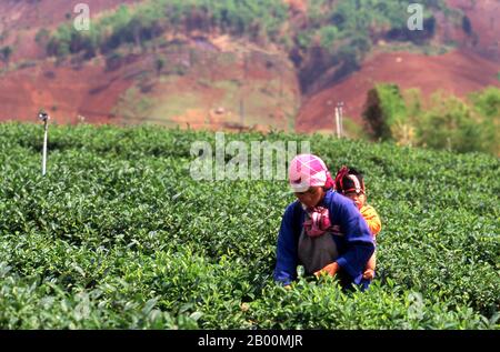 Agriculture Akha Women picking tea leaves on On the farm Stock Photo ...