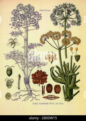 A picture of Asafoetida Stock Photo - Alamy