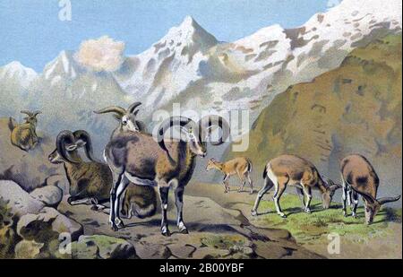 Blue Sheep Chinese Bharal China Stock Photo - Alamy