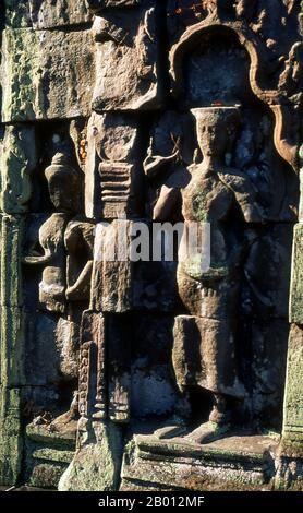 Fig tree growing out of the wall of Manaccan Church, Cornwall, UK Stock ...