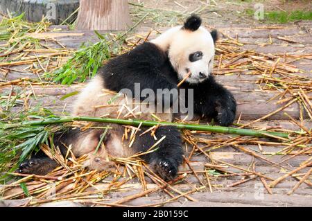 Giant Panda (Ailuropoda melanoleuca), native to China Stock Photo - Alamy
