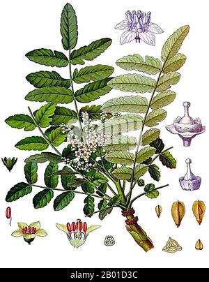 Frankincense Trees, Boswellia sacra, olibanum tree, Homhil Plateau ...
