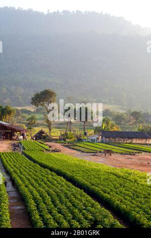 Thailand: Ban Nong Bong Cold Climate Flowers Market, Phu Ruea, Loei ...