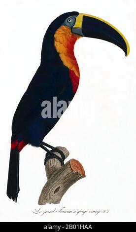 Channel-billed toucan in the forest background. Ramphastos vitellinus ...