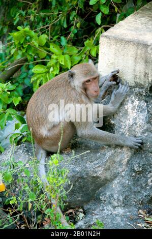 a stump-tailed macaque in the Thai jungle Stock Photo - Alamy