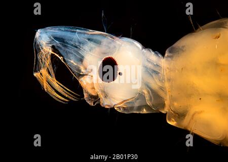 phantom midge, glassworm (Chaoborus spec.), larvae in water, Germany ...
